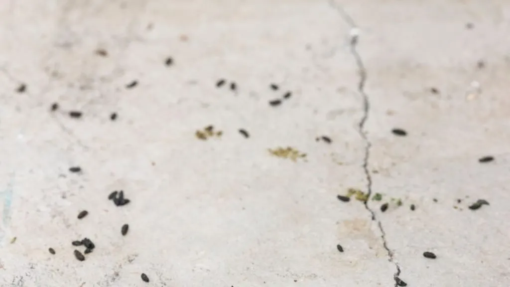 Rodent Poop Identification: Rat vs Mice Droppings